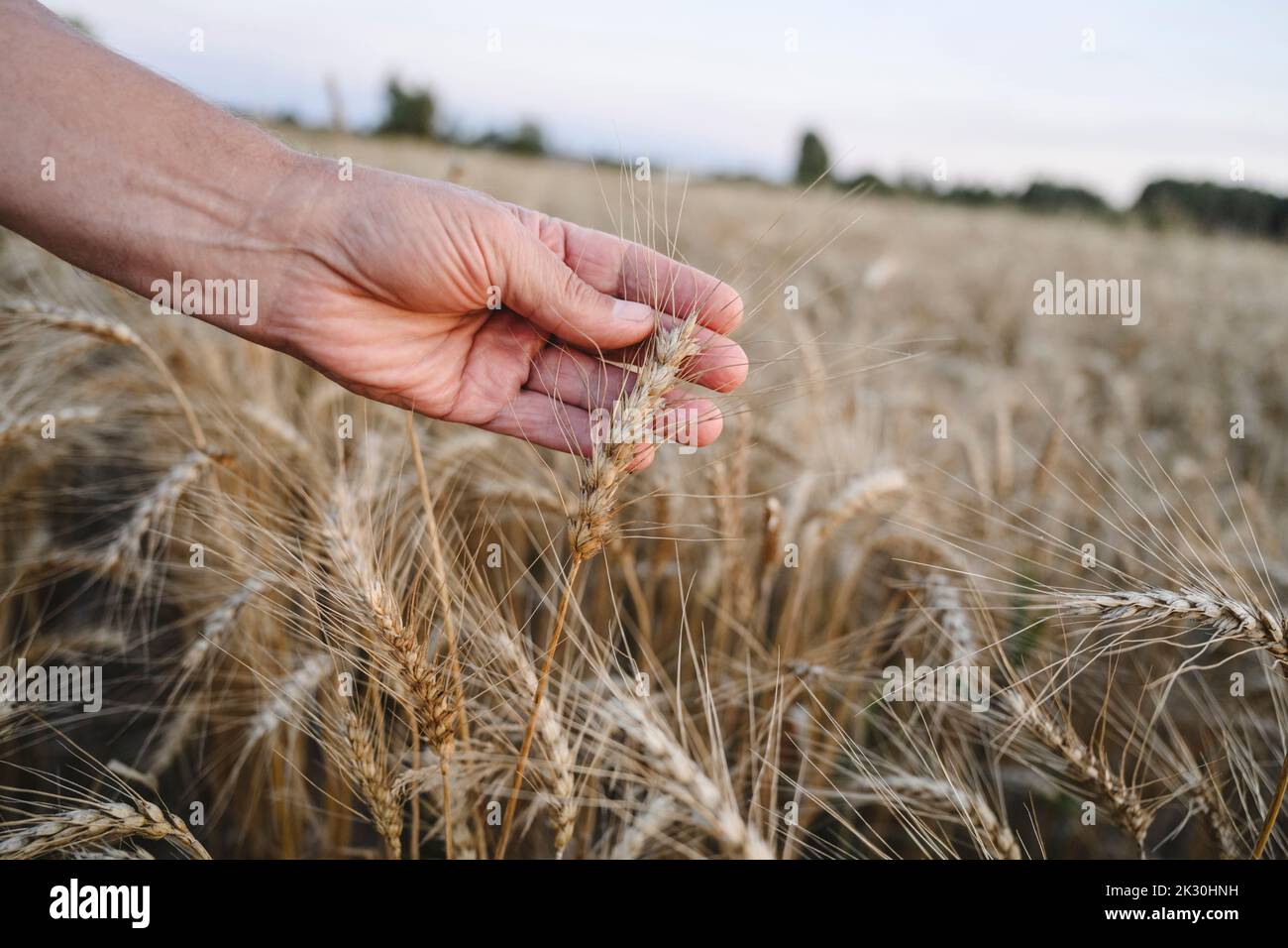 Crop hand male in hi-res stock photography and images - Alamy