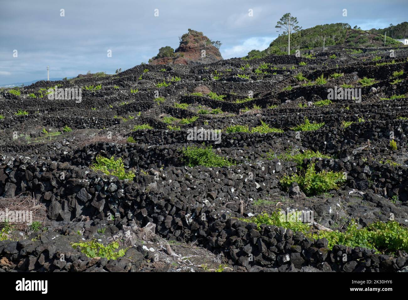 Portugal, Azores, Madalena, Hillside vineyard surrounded by basaltic ...