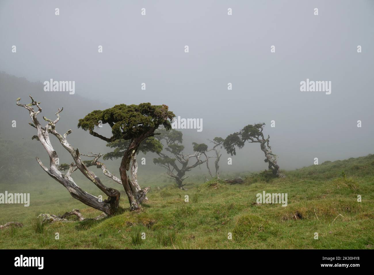 Portugal, Azores, Thick fog on Pico Island Stock Photo - Alamy