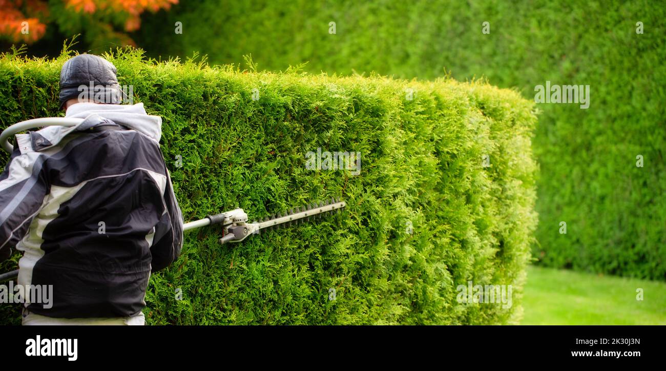 A gardener takes care of a hedge, in a park or near a private cottage ...