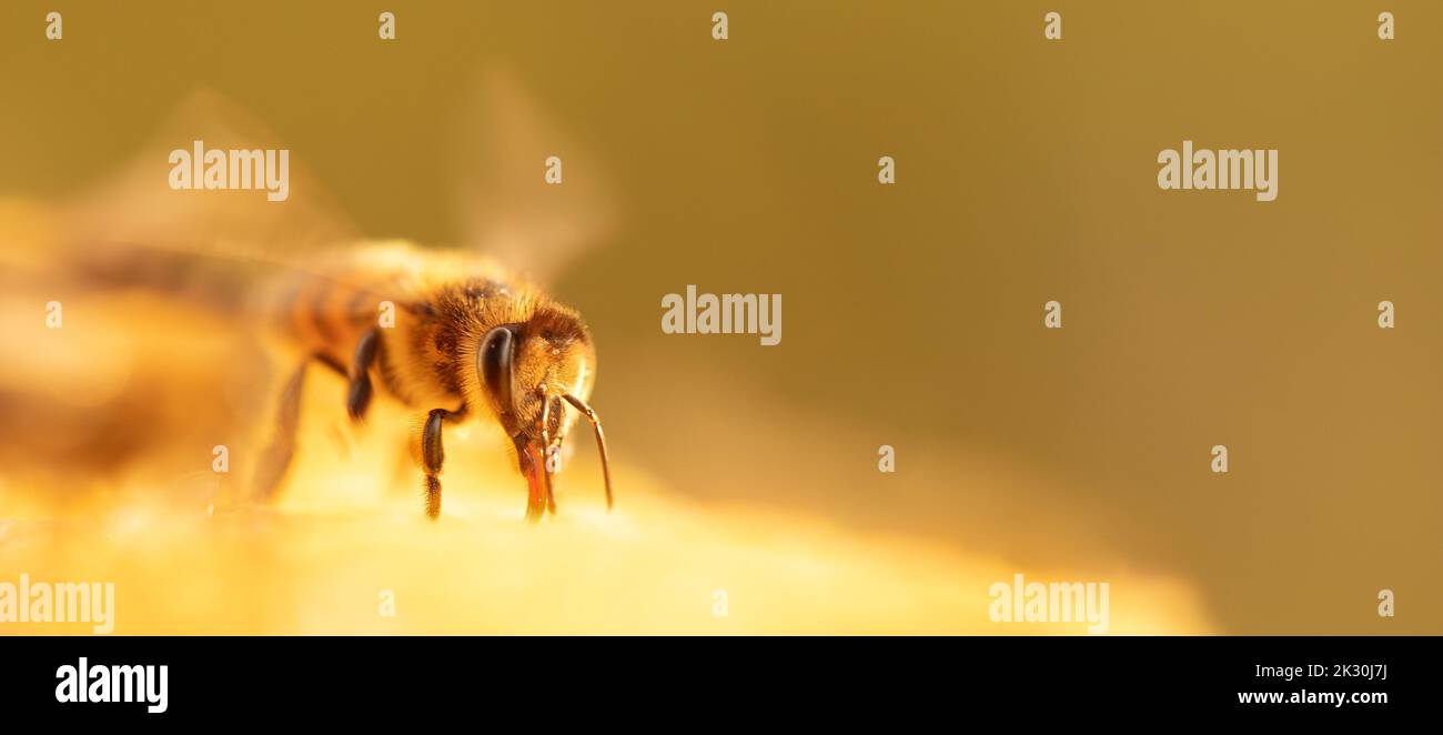 A young honey bee on a honeycomb. Works and pumps honey. Close-up ...