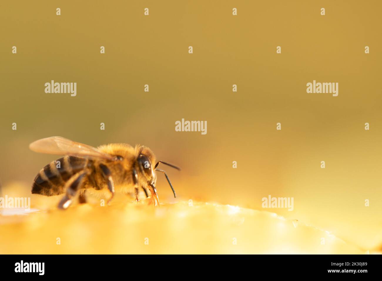 A young honey bee on a honeycomb. Works and pumps honey. Close-up ...