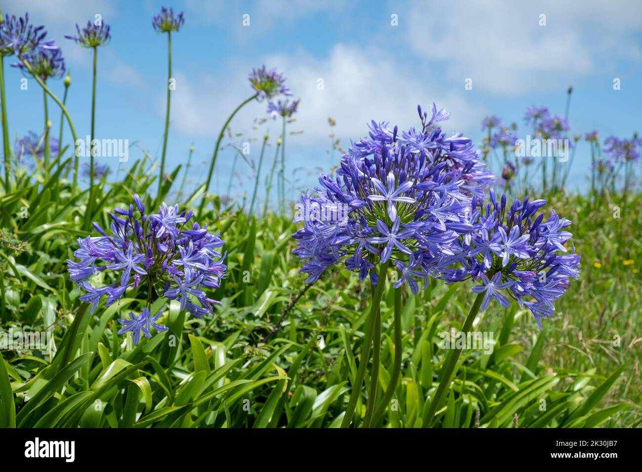 African lilies blooming in spring Stock Photo - Alamy
