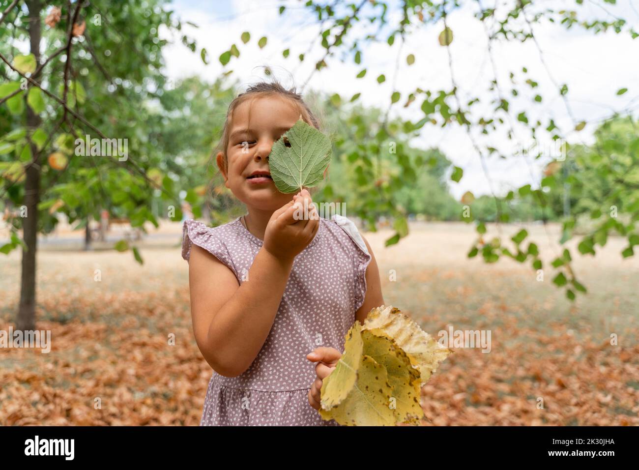 See through leaf hi-res stock photography and images - Alamy