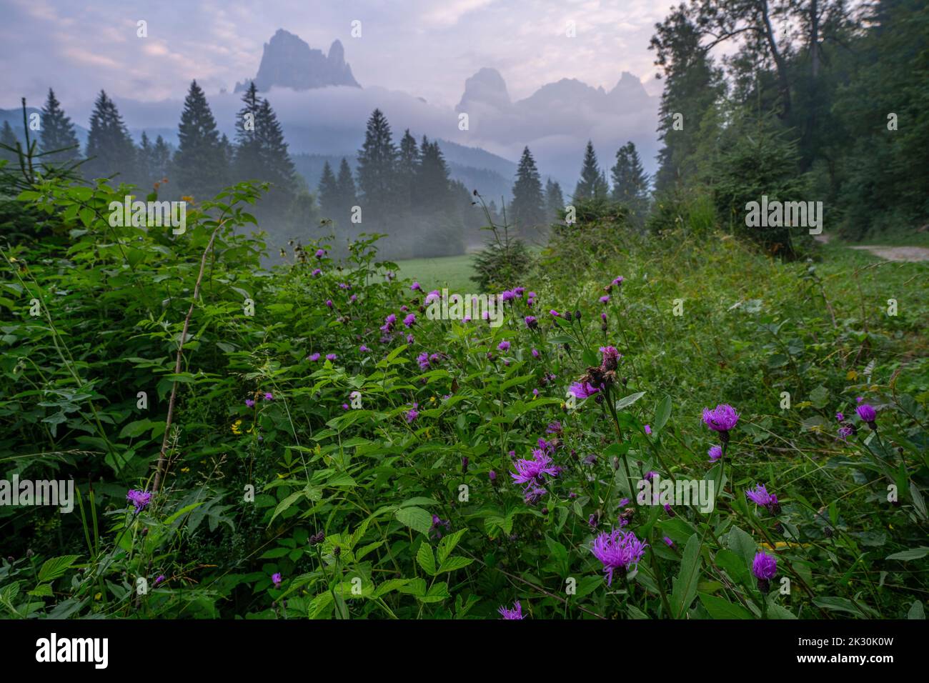 Italy, Trentino-Alto Adige, Wildflowers blooming in Val Canali at dawn ...