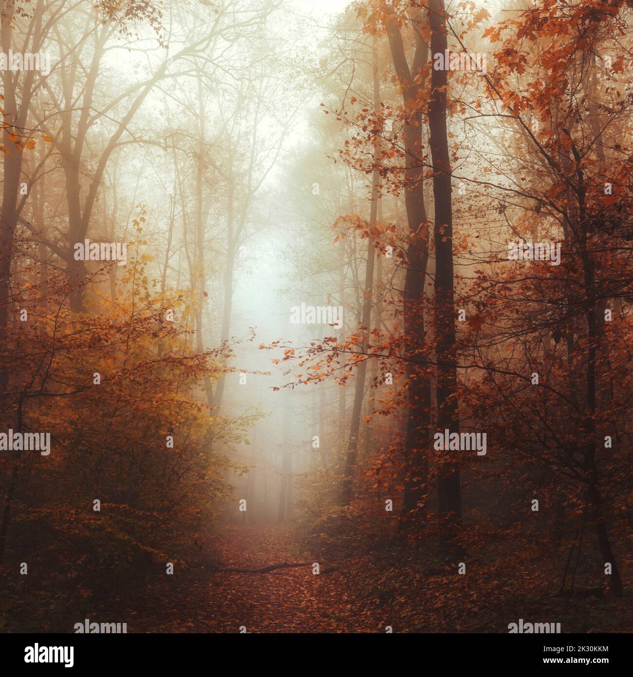 Cold gloomy autumn morning hi-res stock photography and images - Alamy