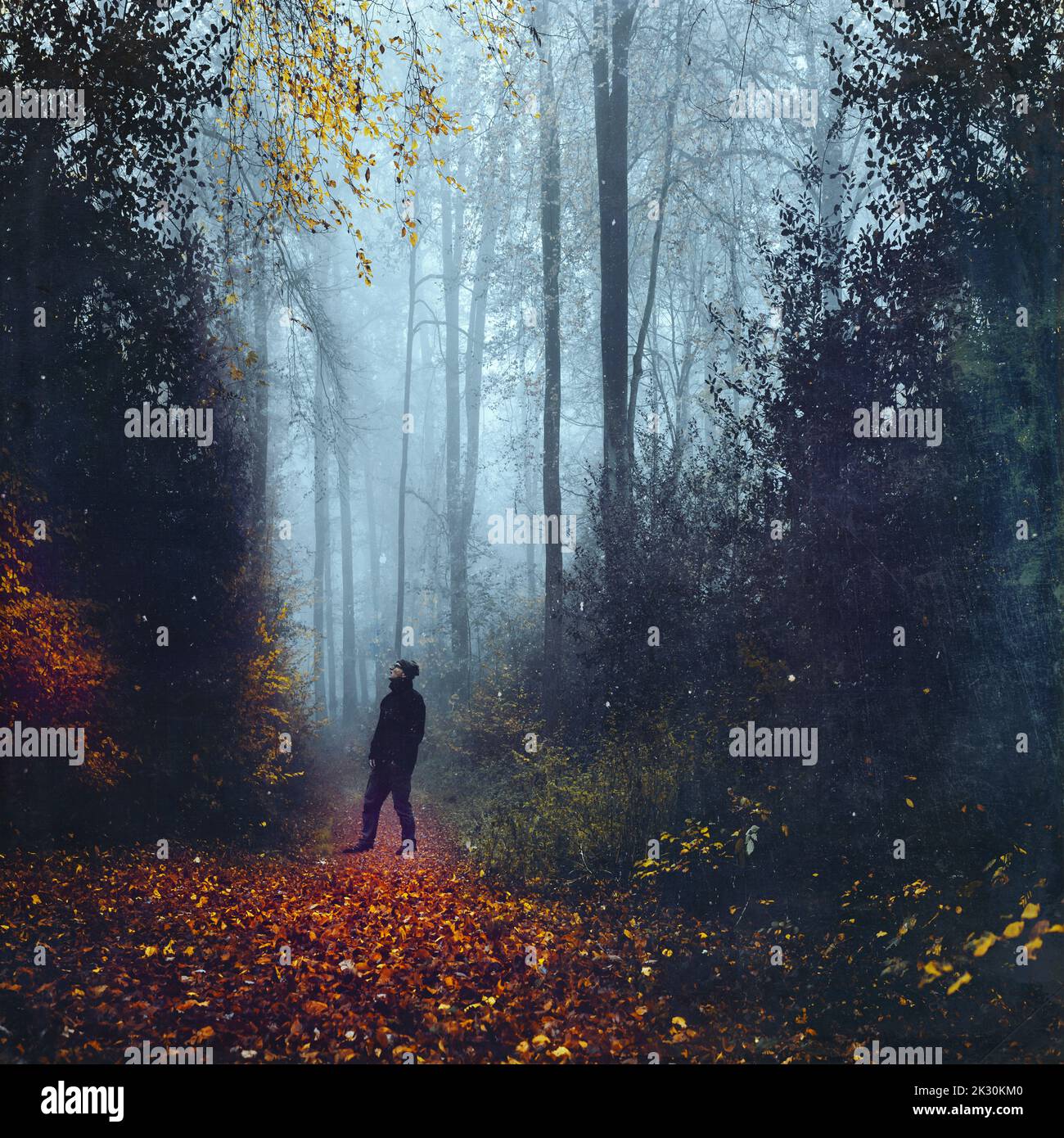 Looking up at trees hi-res stock photography and images - Alamy