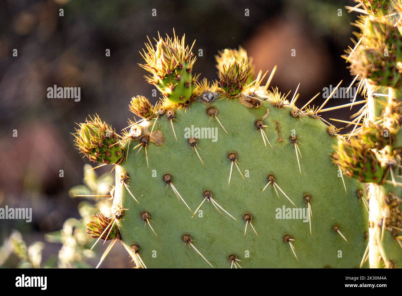 arizona landscape views Stock Photo - Alamy