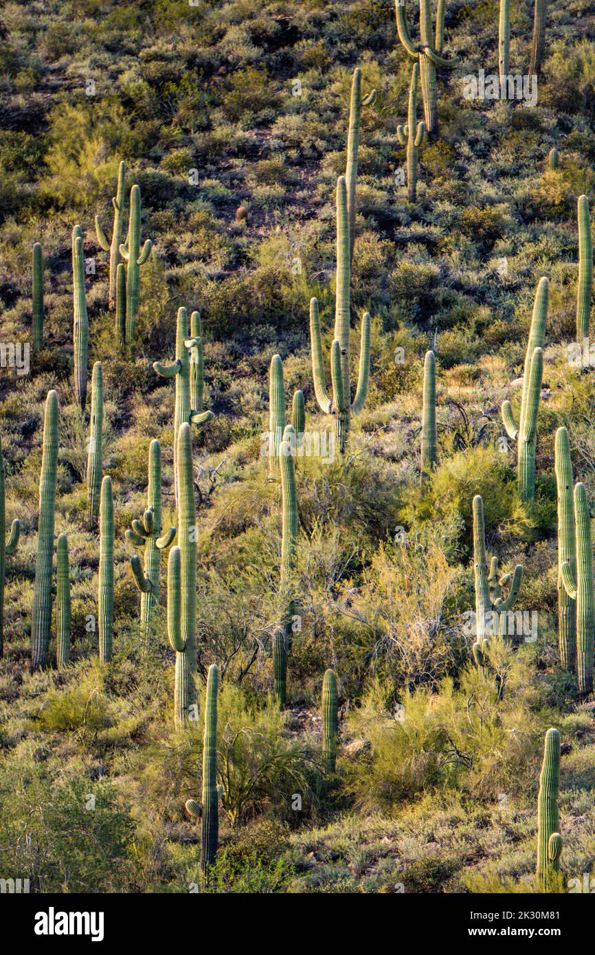 arizona landscape views Stock Photo - Alamy
