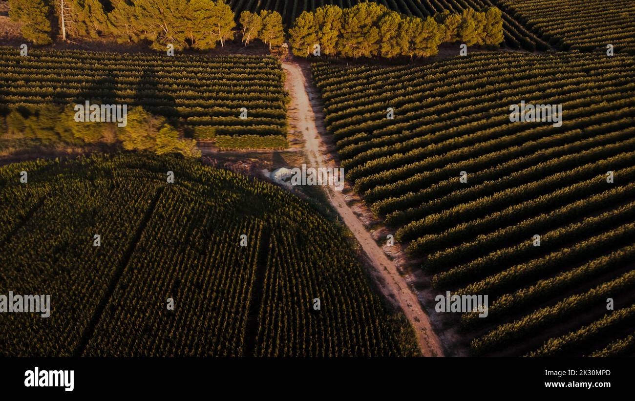 Aerial view dirt road stretching vast countryside fields dusk hi-res ...