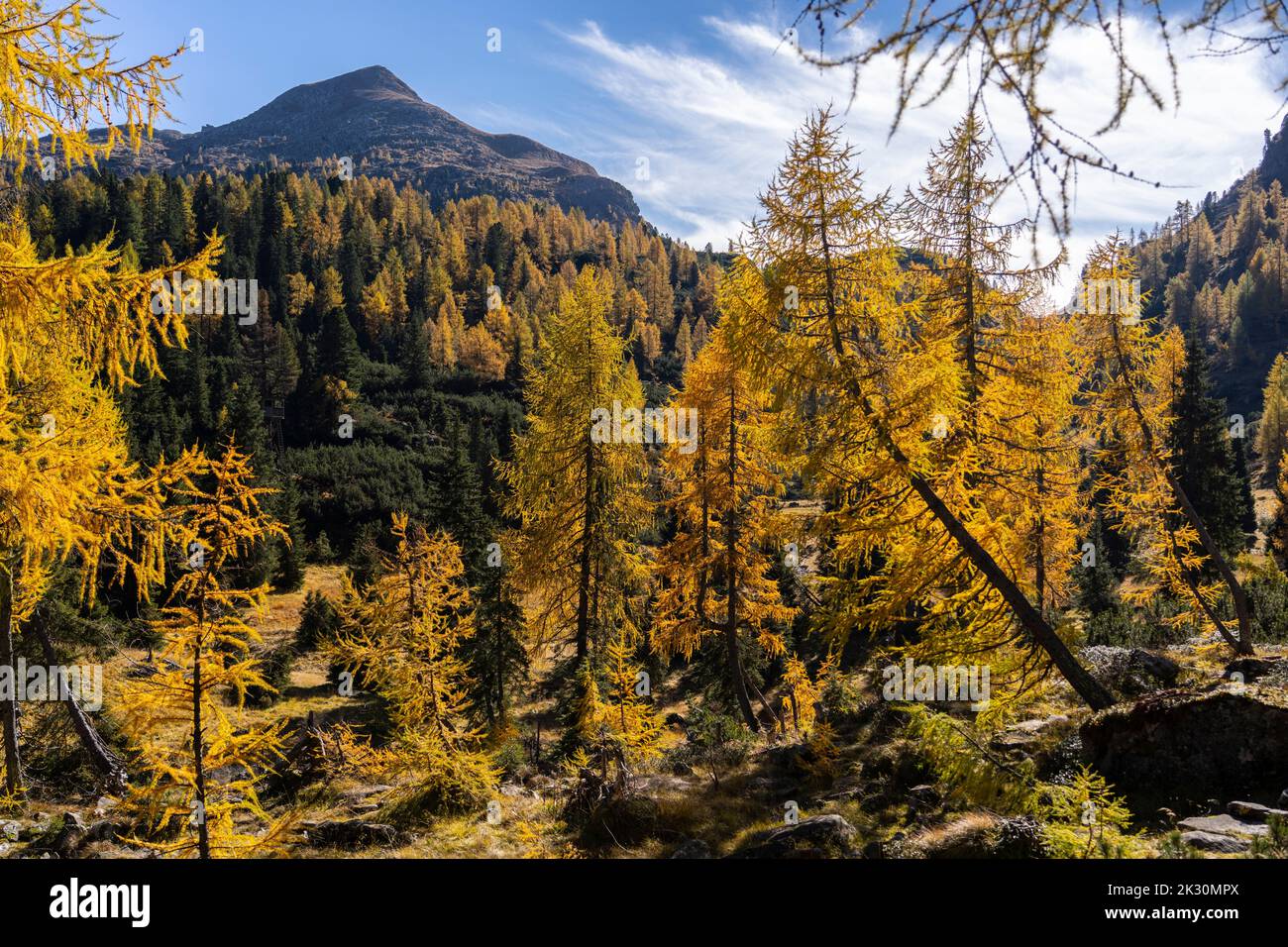Paneveggio forest autumn hi-res stock photography and images - Alamy