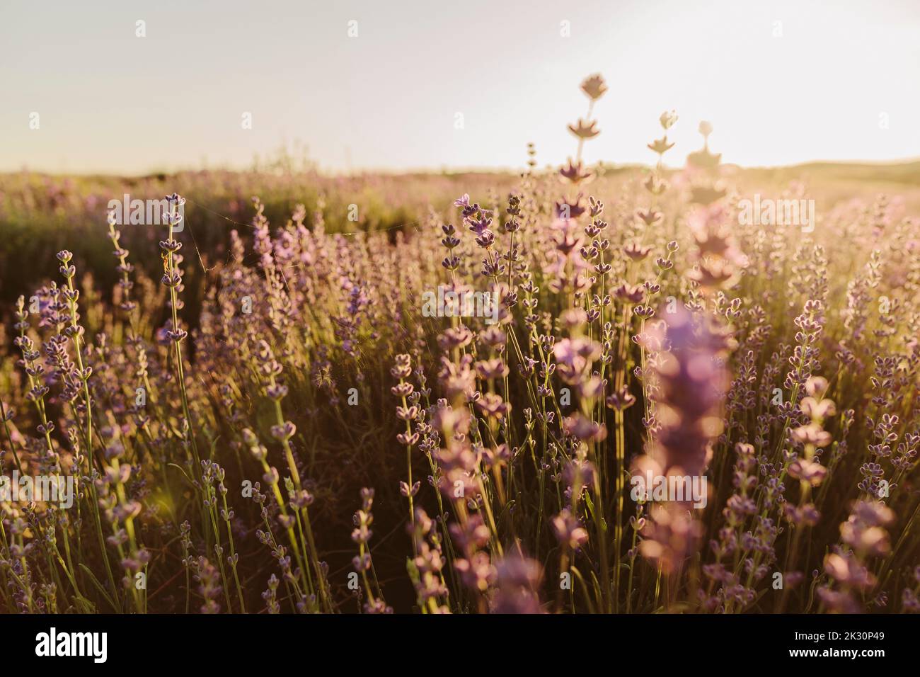 Sunset lavender field blooming hi-res stock photography and images - Alamy