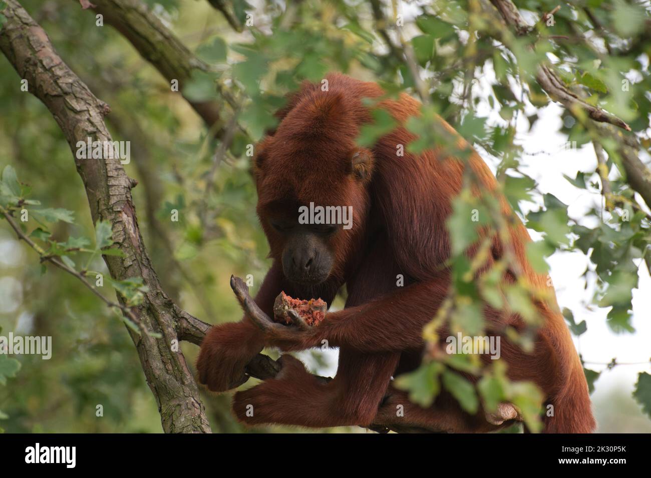 red howler monkey Stock Photo - Alamy