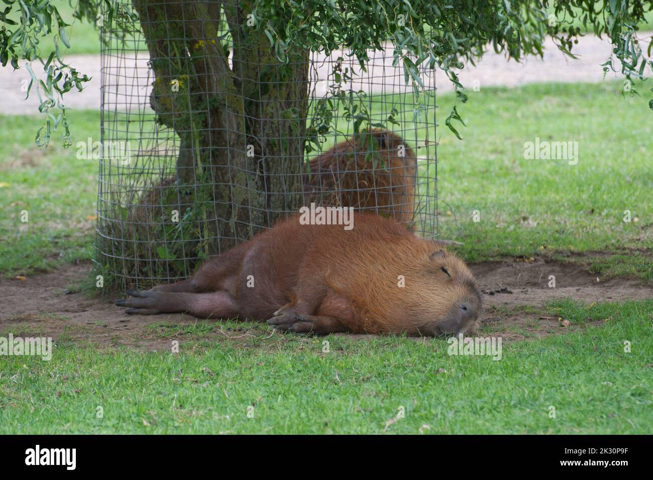 Sleeping capybara hi-res stock photography and images - Alamy