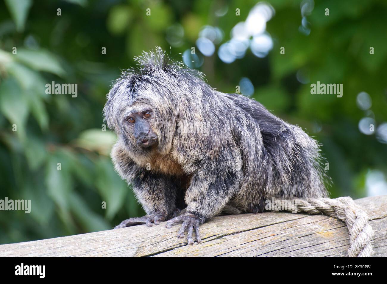 White-faced saki monkey (female Stock Photo - Alamy