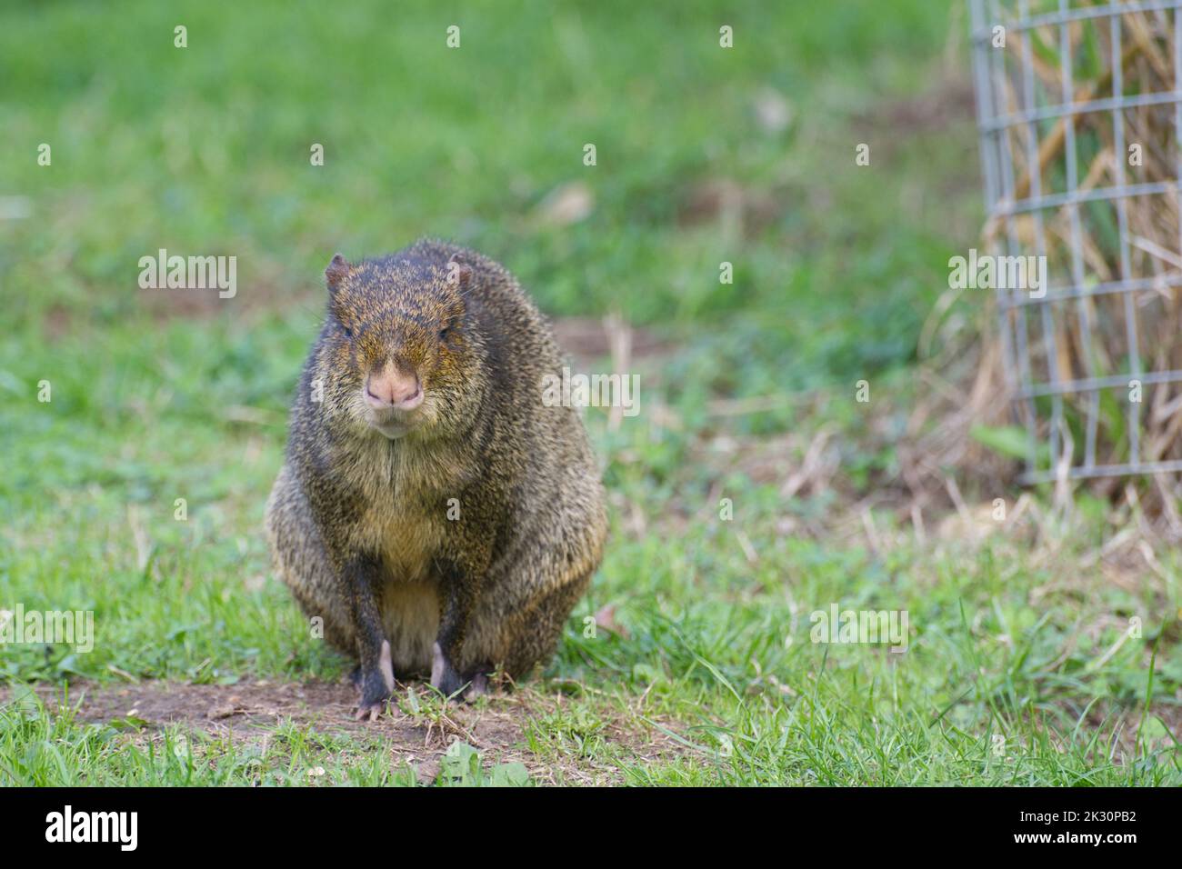 Azaras agouti dasyprocta azarae hi-res stock photography and images - Alamy