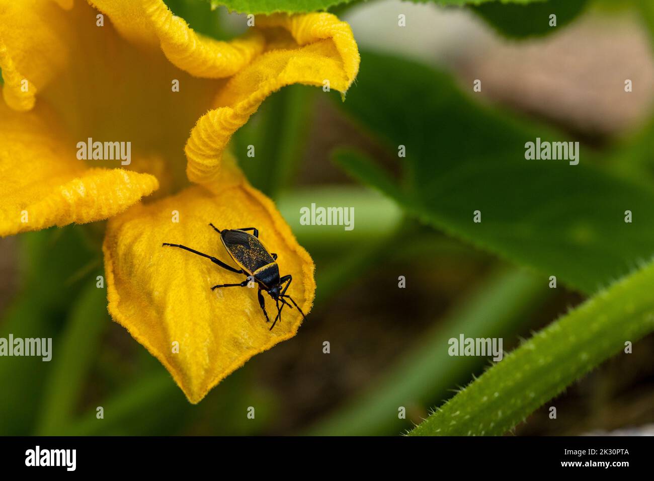 Prescot Arizona bordered plant bug on a yellow petal of a pumpkin ...
