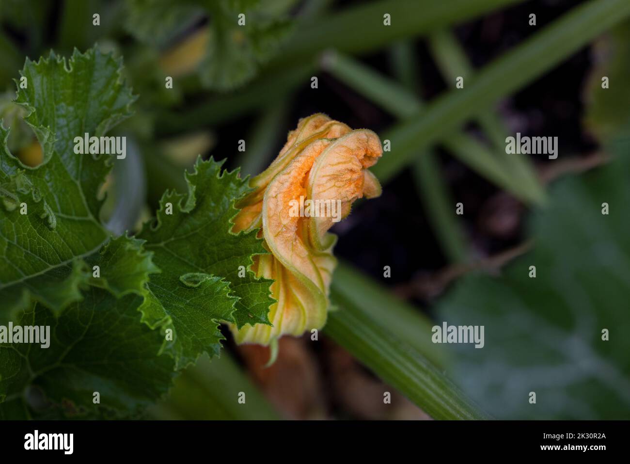 Vining herbaceous plant hi-res stock photography and images - Alamy