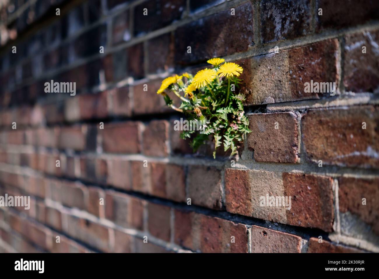 Brick wall and flowers hi-res stock photography and images - Alamy