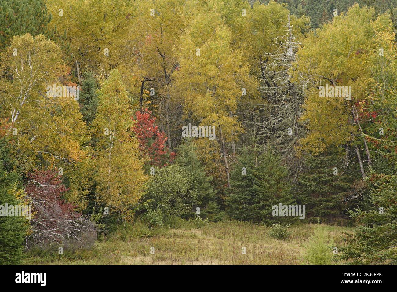 An image showing the vibrant colors of a Prince Edward Island fall ...