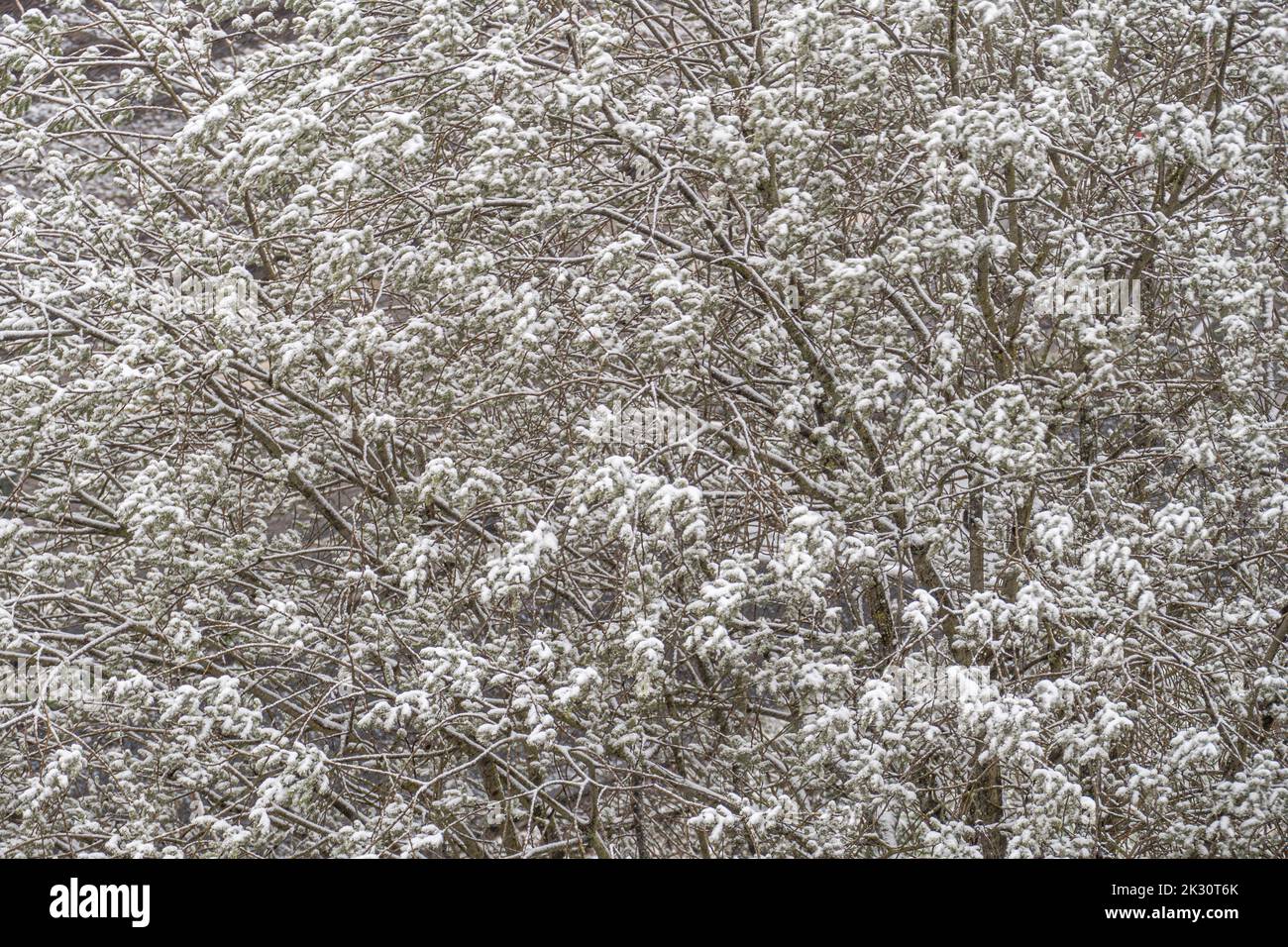 snow covered tree in winter gives a harmonic pattern Stock Photo - Alamy