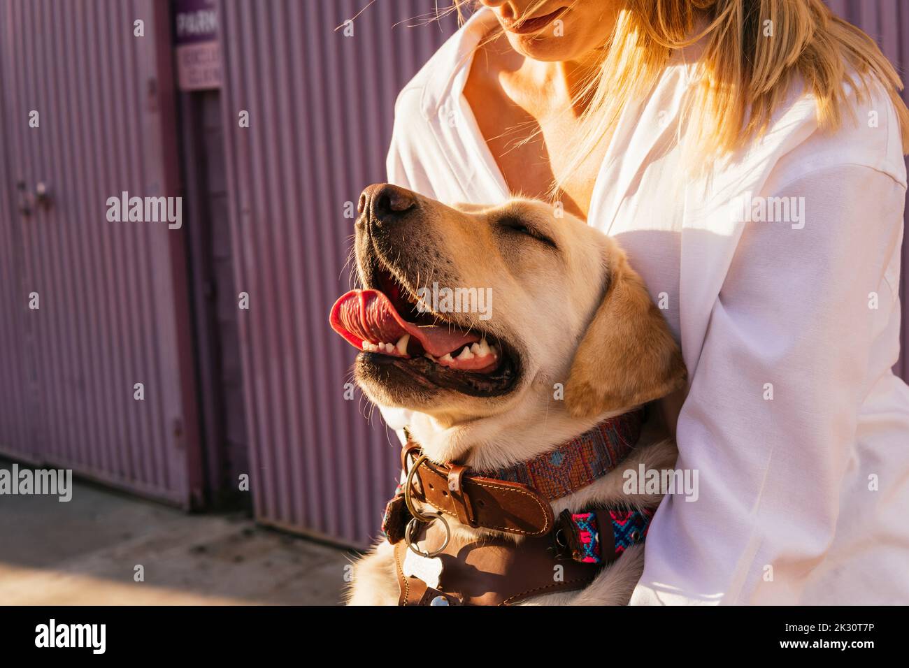 Labrador retriever behind hi-res stock photography and images - Alamy