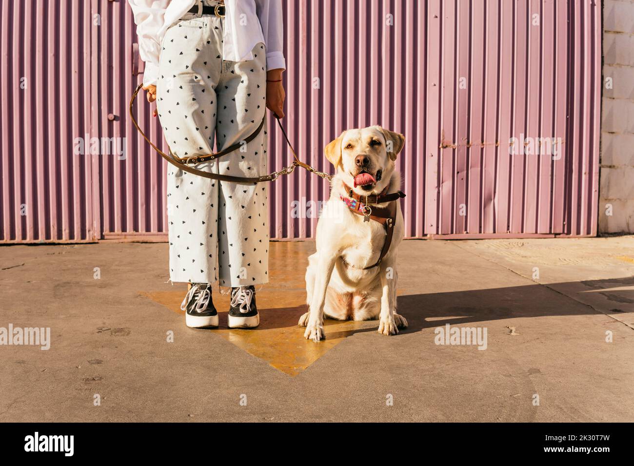 Dog sign arrow symbol footpath arrow symbol hi-res stock photography ...