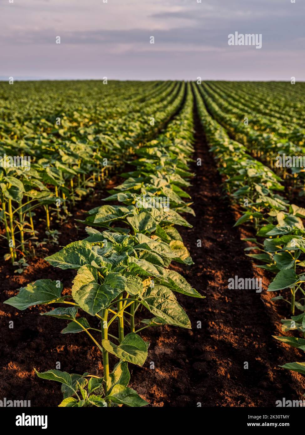 Cultivated view hi-res stock photography and images - Alamy