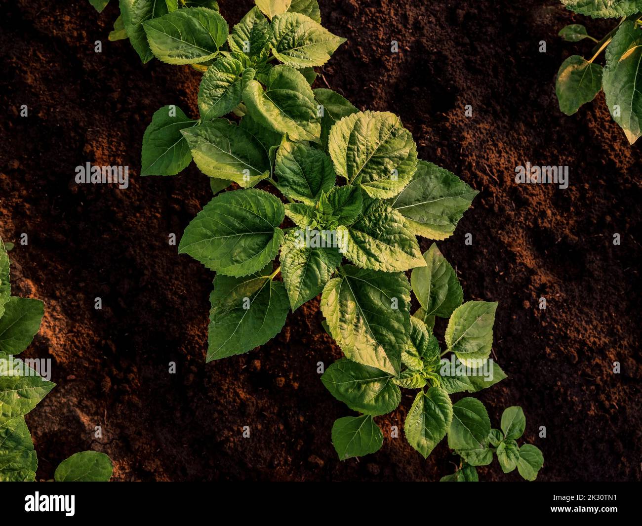 Sunflower plants cultivated at farm Stock Photo - Alamy