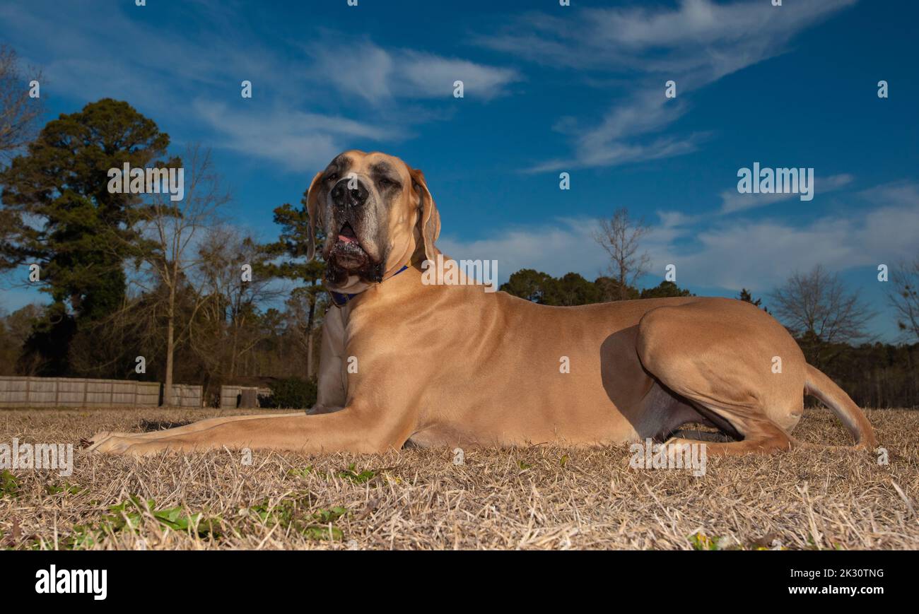 Purebred Great Dane laying atop a field of grass in the winter Stock ...