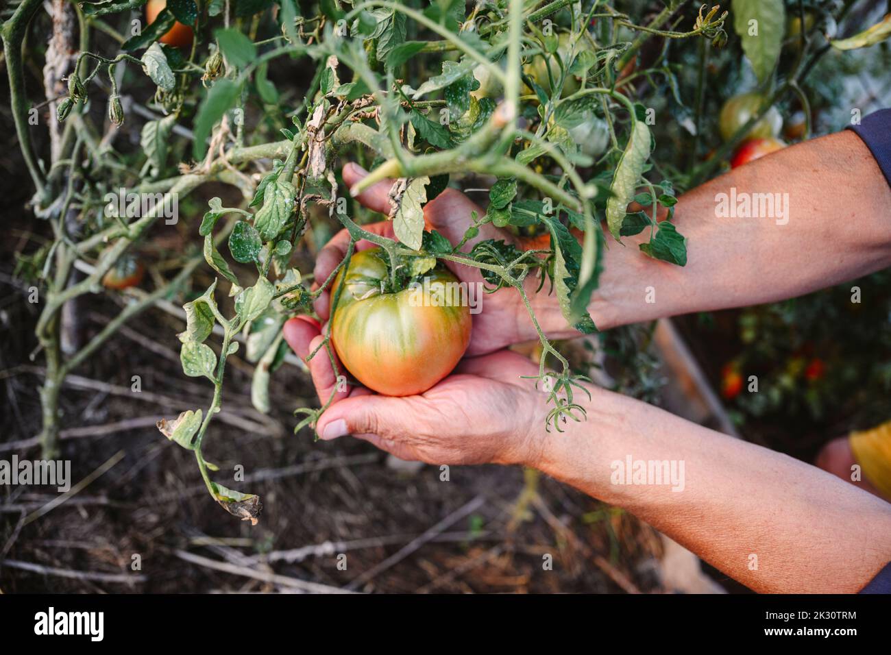 Tomato hands hi-res stock photography and images - Alamy