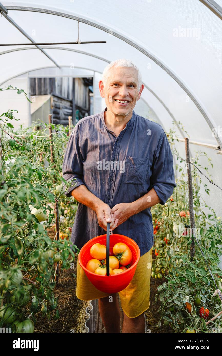 Happy senior man with bucket full of ripe tomatoes in greenhouse Stock ...