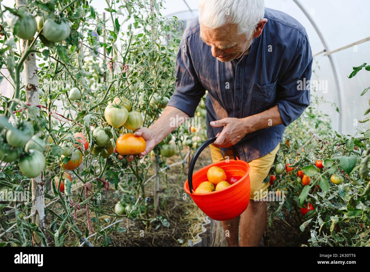 Senior man picking ripe tomatoes in bucket Stock Photo - Alamy