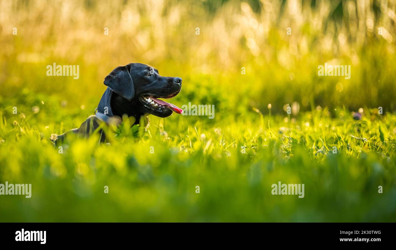 Black Labrador Retriever resting on meadow Stock Photo - Alamy