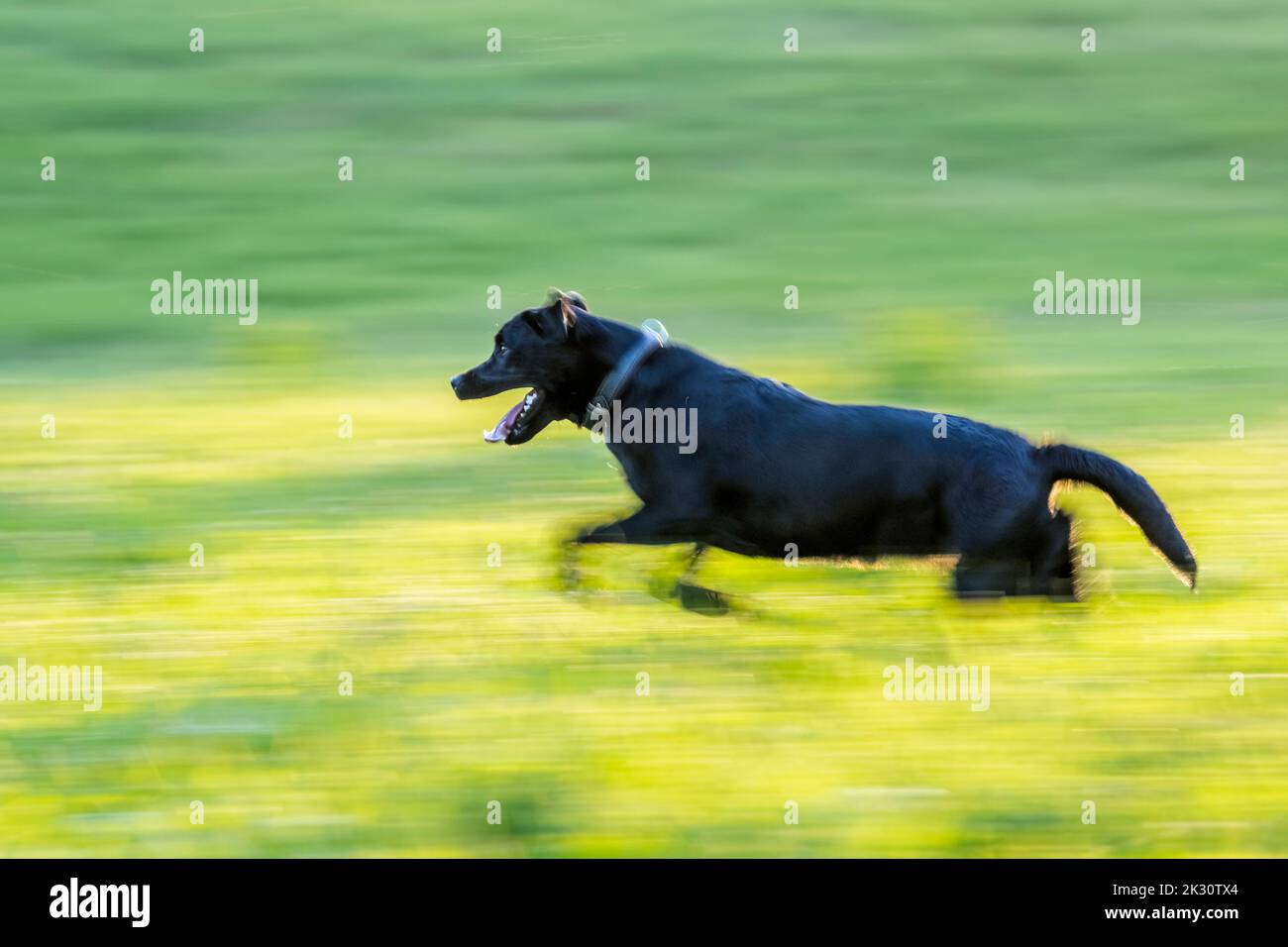 Black Labrador running on meadow Stock Photo - Alamy