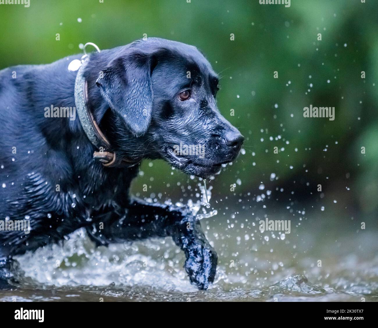 Playful Black Labrador splashing water at river Stock Photo - Alamy