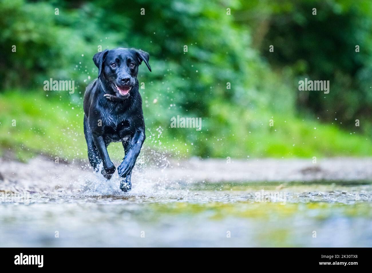 Labrador retriever running at riverbank Stock Photo - Alamy