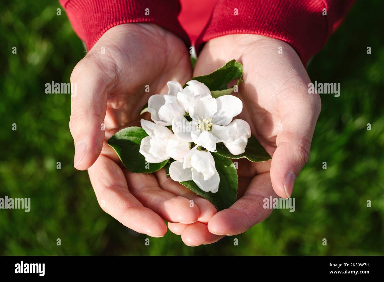 Hands holding flower hi-res stock photography and images - Alamy