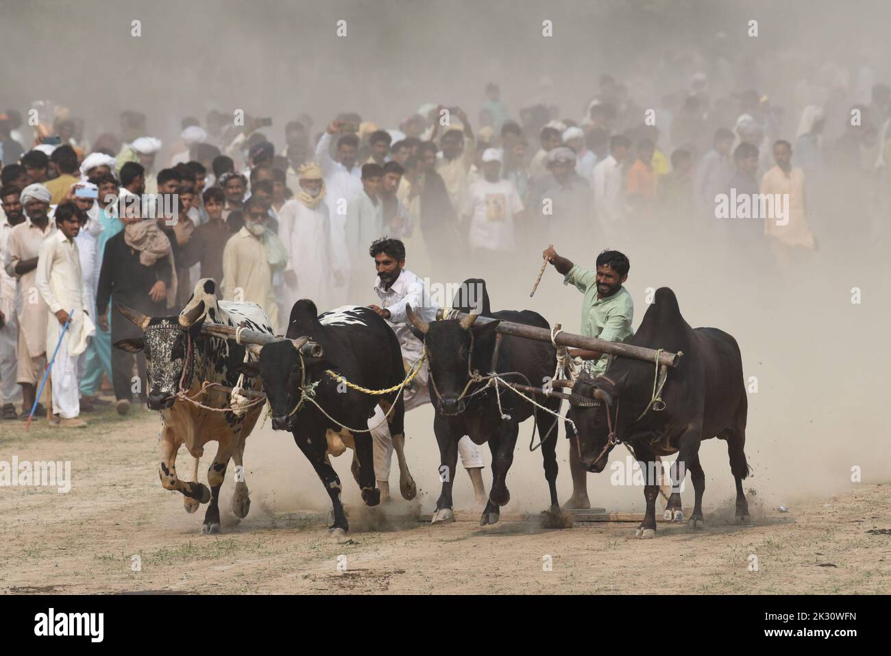 Tandlianwala, Pakistan. 23rd Sep, 2022. Pakistani farmer guides their ...