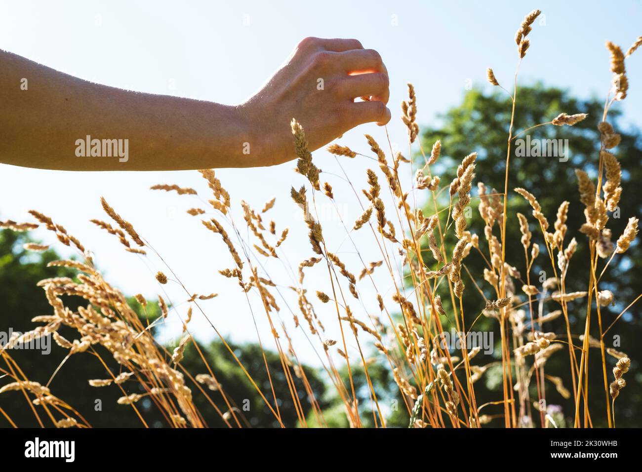 Person outdoors plants touching hi-res stock photography and images - Alamy