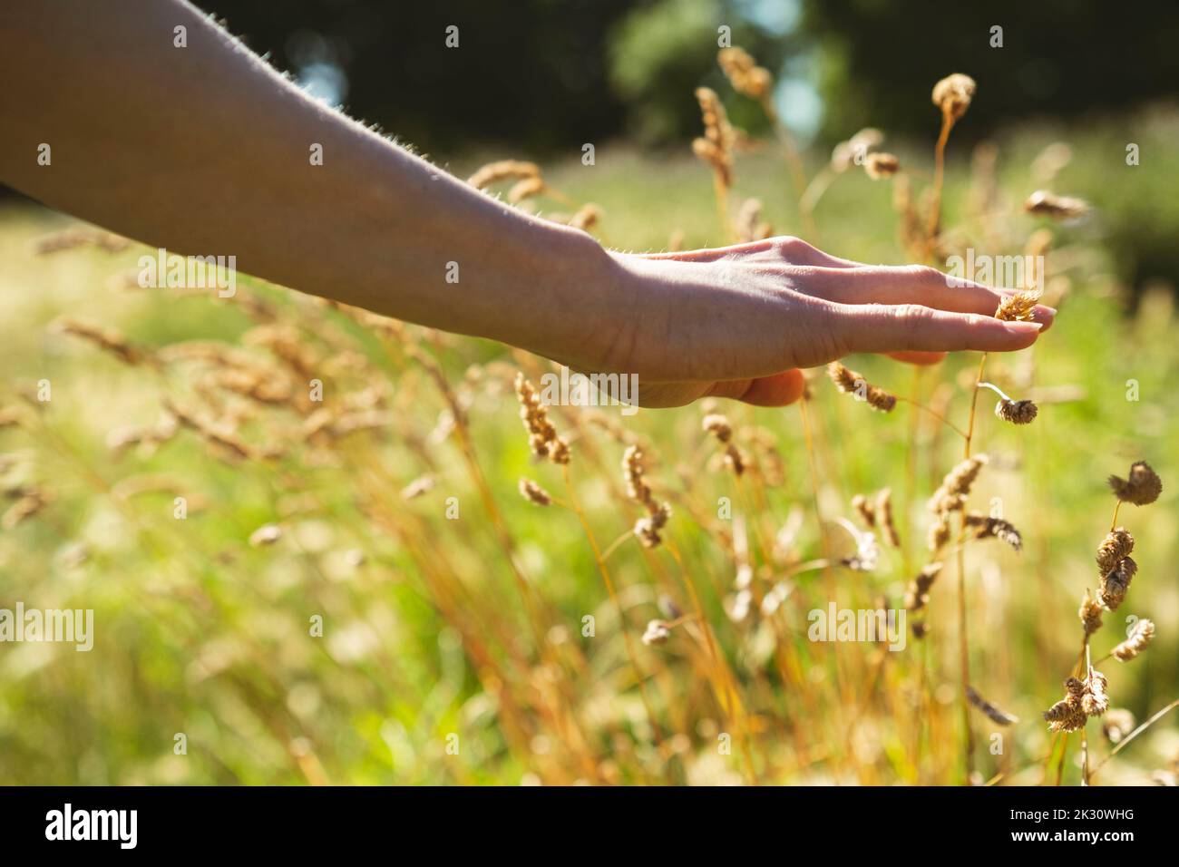 Hand of non-binary person touching plants Stock Photo - Alamy