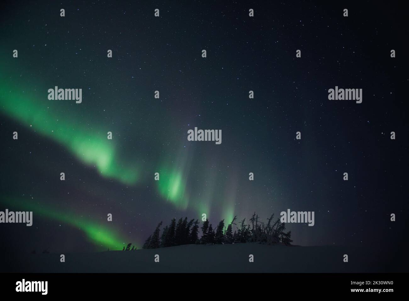 The Northern lights over snowy pine forest Stock Photo - Alamy