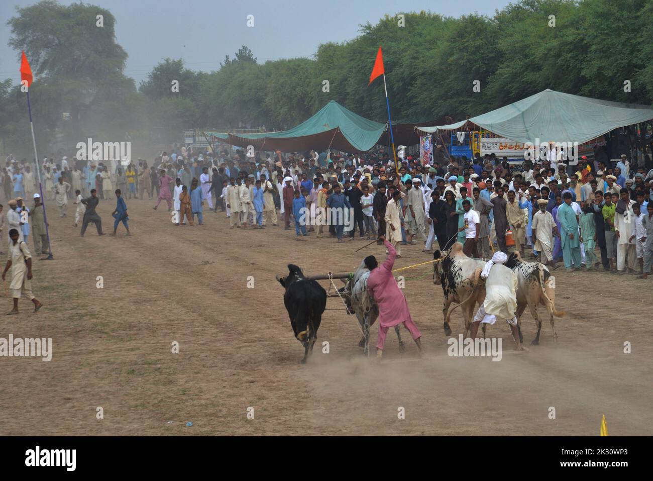 Suhaga bull race hi-res stock photography and images - Alamy