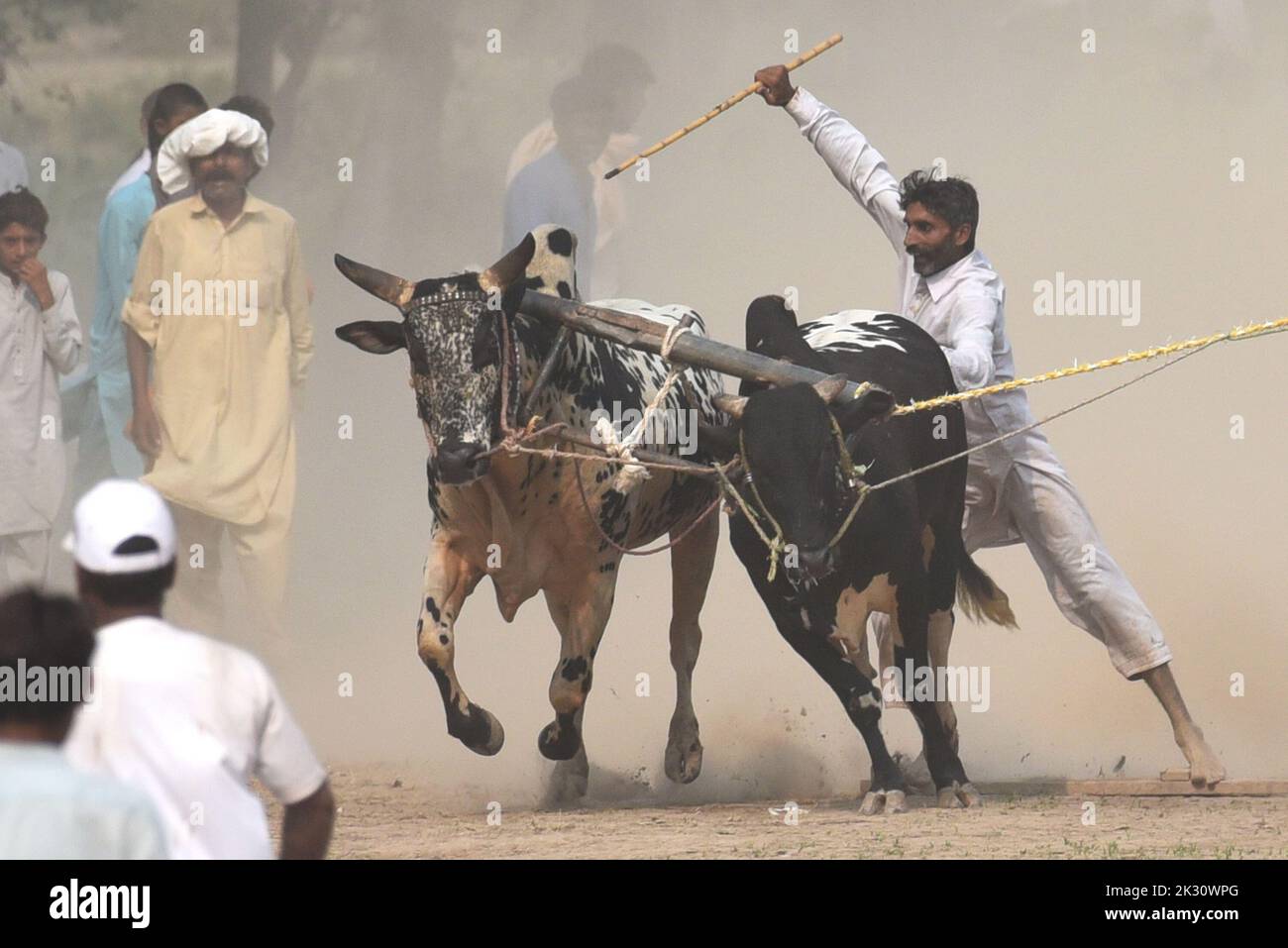 Tandlianwala, Pakistan. 23rd Sep, 2022. Pakistani farmer guides their ...