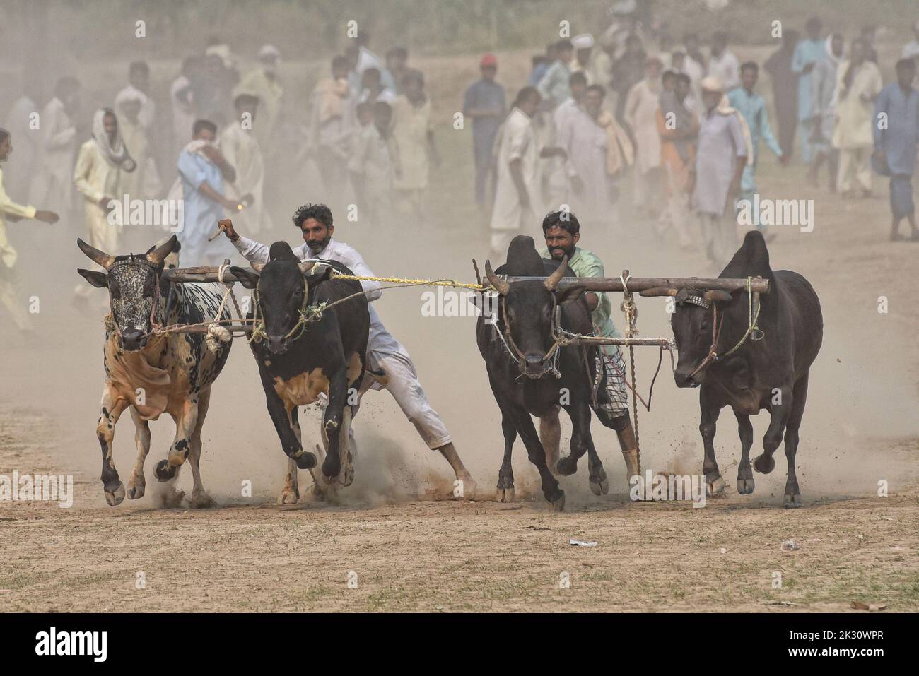 Tandlianwala, Pakistan. 23rd Sep, 2022. Pakistani farmer guides their ...