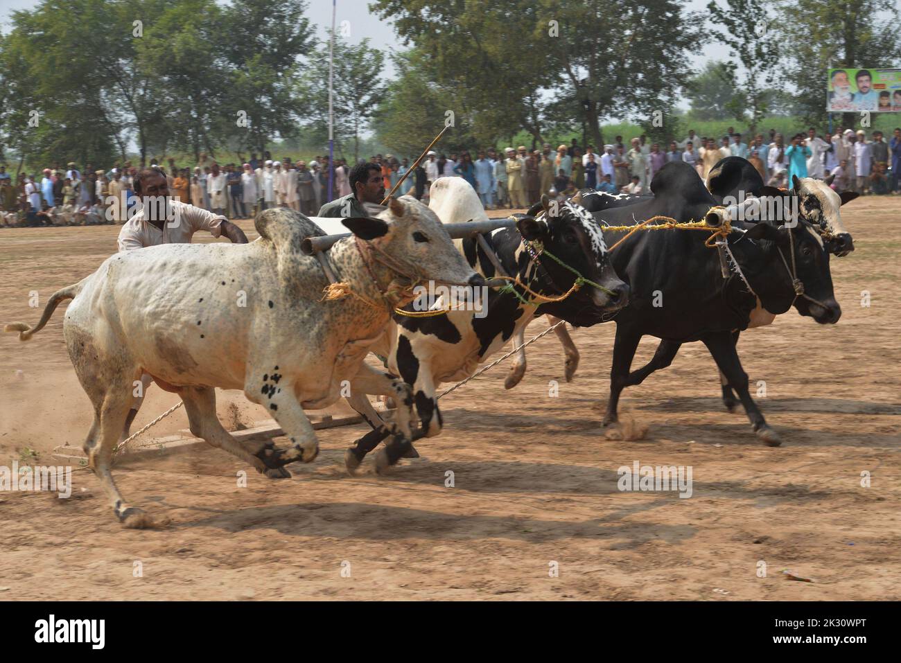 Bull patti race hi-res stock photography and images - Alamy