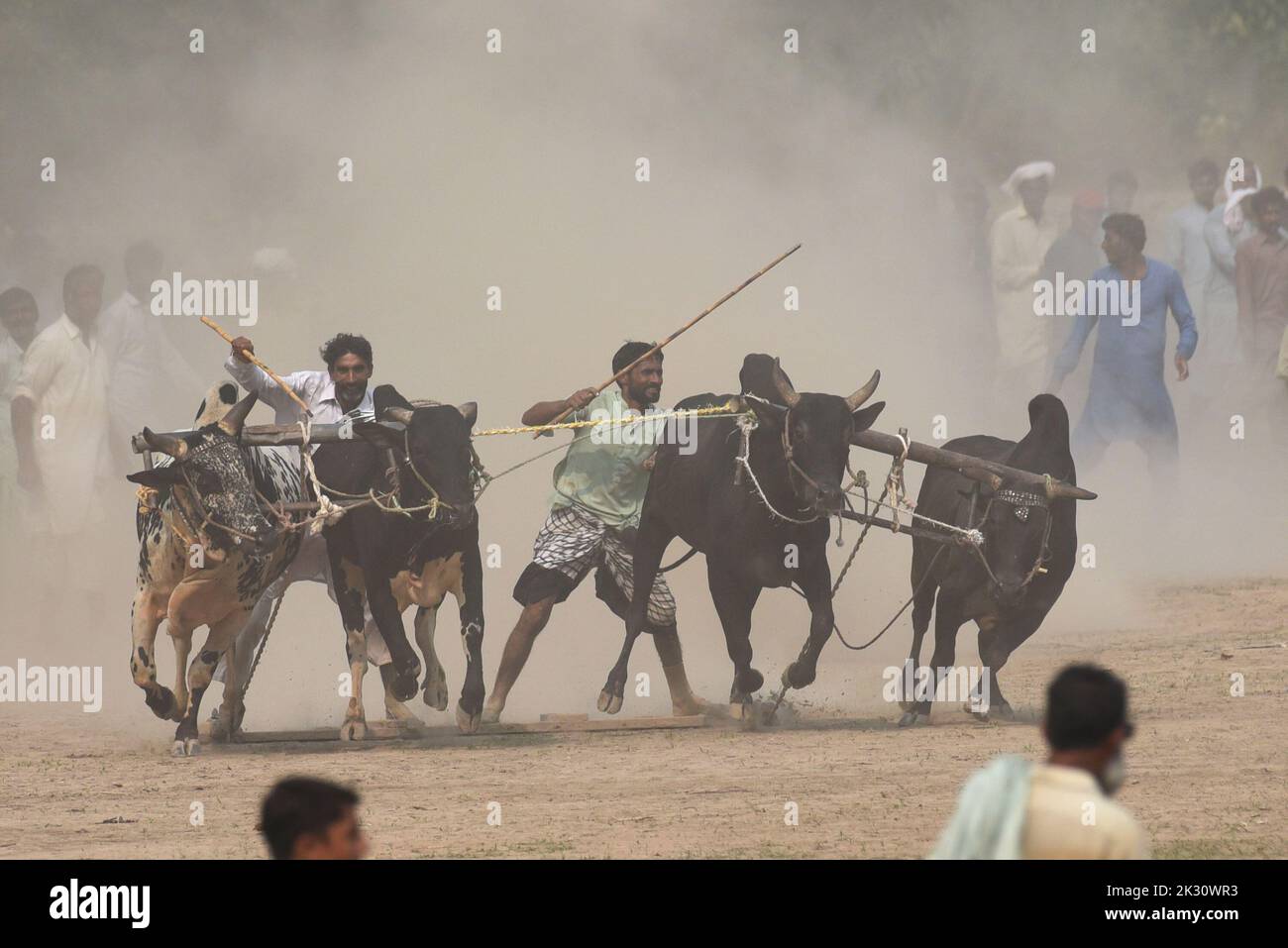 Suhaga bull race hi-res stock photography and images - Alamy