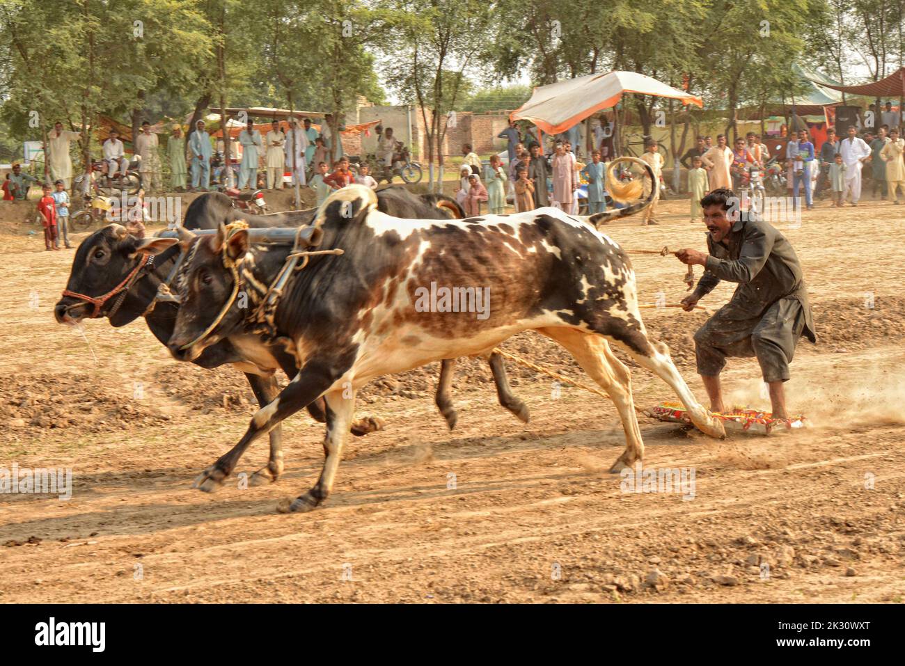 Bull patti race hi-res stock photography and images - Alamy