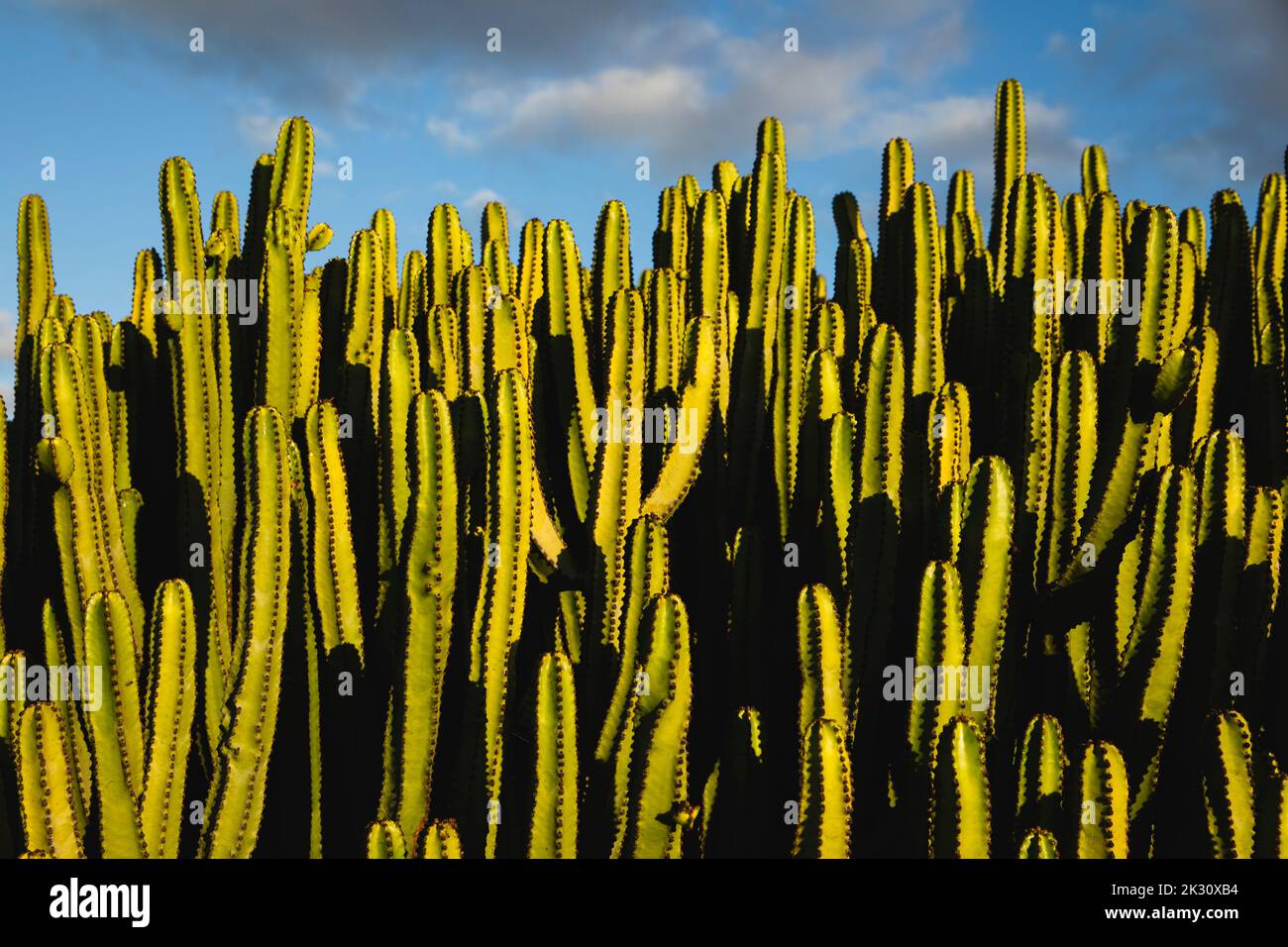 Close up cactus sky hi-res stock photography and images - Alamy