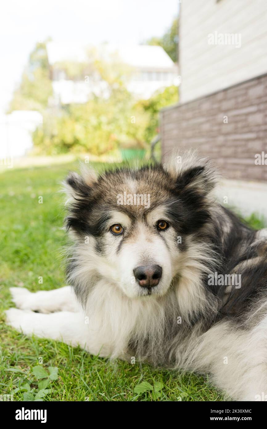 Backyard alaskan hi-res stock photography and images - Alamy